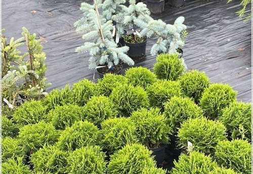 Туя Даника ком