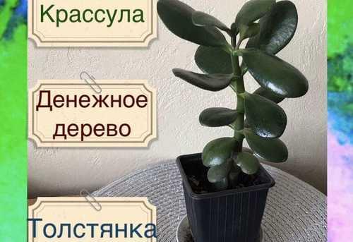 Денежное дерево толстянка крассула