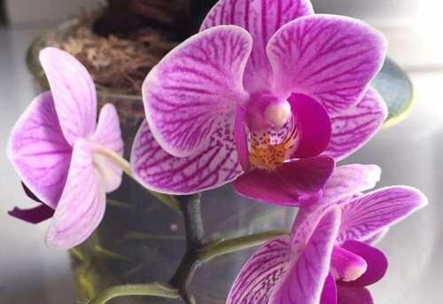 Орхидея фаленопсис Сого Вивьен