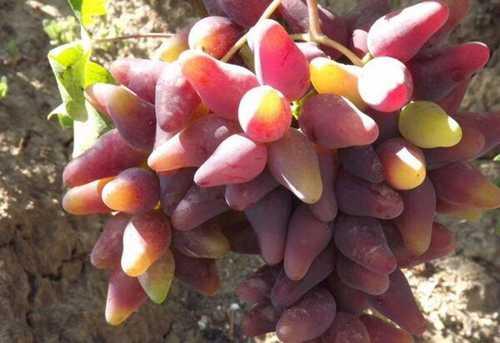 Саженцы винограда Джанго