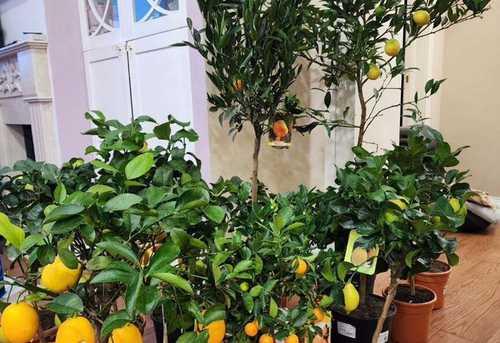 Итальянские лимоны/мандарины/экзотические деревья