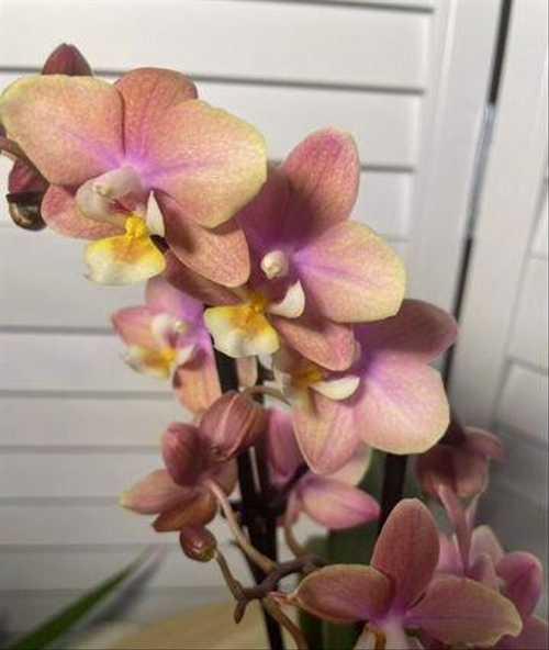 Орхидея фаленопсис Парфюмерная фабрика