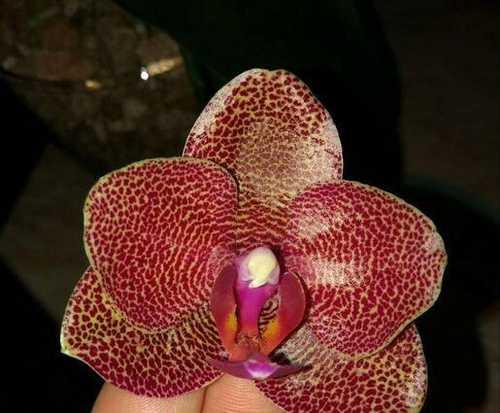 Орхидея Phal. Mituo Sun