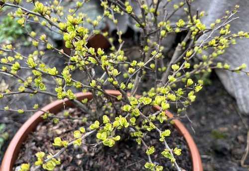 Барбарис тунберга golden nugget