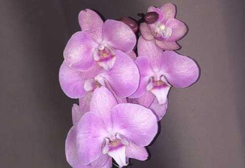 Роскошная Орхидея фаленопсис Jolie Джоли