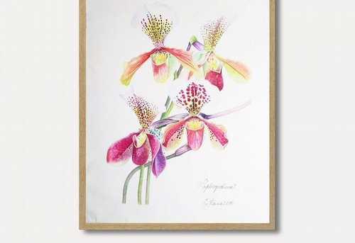 Акварельная картина " Орхидея Пафиопедиум"