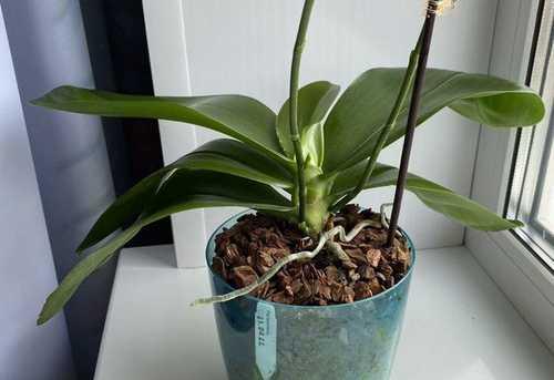 Орхидея фаленопсис Phal. Sweet Memory