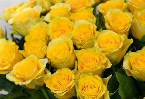 Букет из 51 желтой розы 40 см (Россия) под ленту