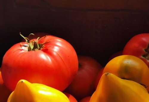 Семена томатов, коллекция томатов, бол. 300 сортов