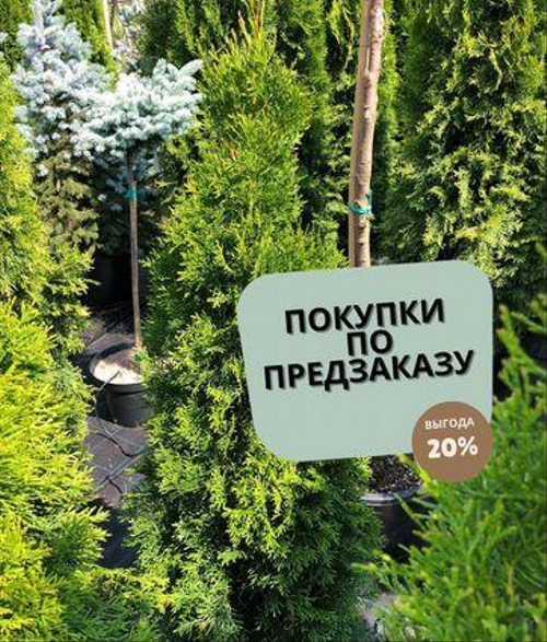 Туи с доставкой и посадкой Москва | Растения | Festima.Ru – мониторинг ...