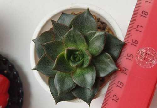 Эхеверия пурпузорум. Echeveria. Суккулент