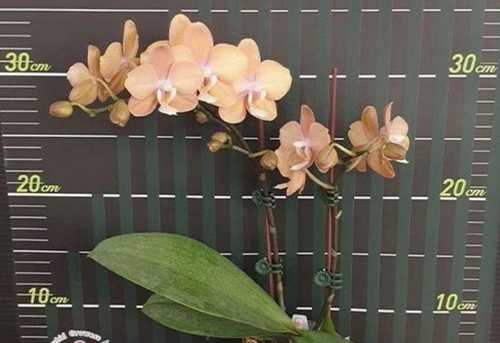 Орхидея фаленопсис I-Hsin Maple Valley