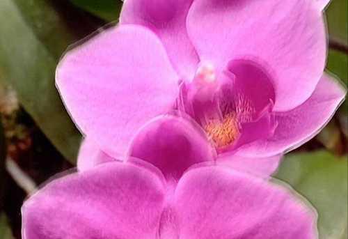 Орхидея цветущая Фаленопсис