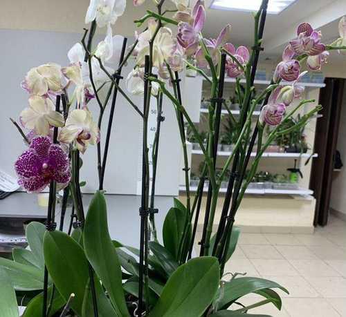 Орхидея фаленопсис микс