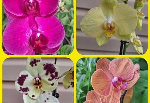 Сортовая Орхидея Фаленопсис - 6