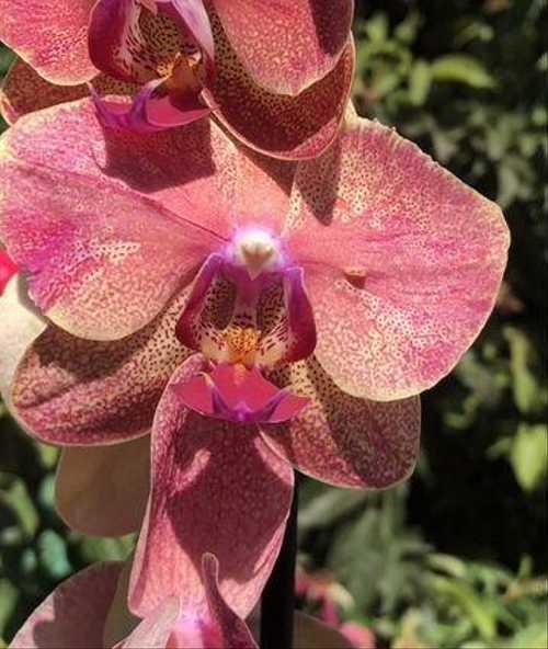 Орхидея фаленопсис Raoul / Рауль бабочка