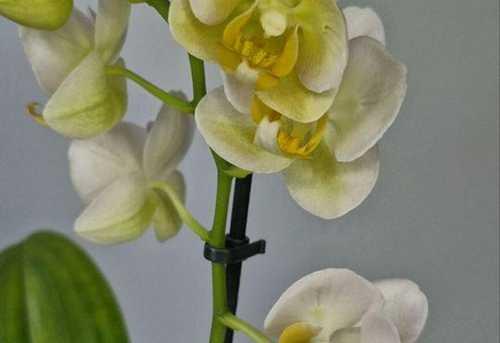 Орхидея Бургунди бабочка