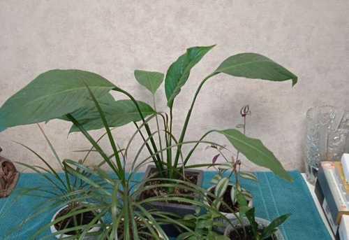 Комнатные цветы спатифиллум, драцены, дримиопсис