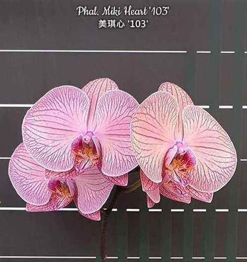 Орхидея Phal. Miki Heart '103'