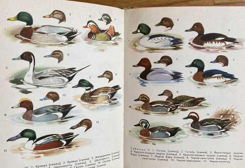 Восхитительные акварельные иллюстрации птиц в книг