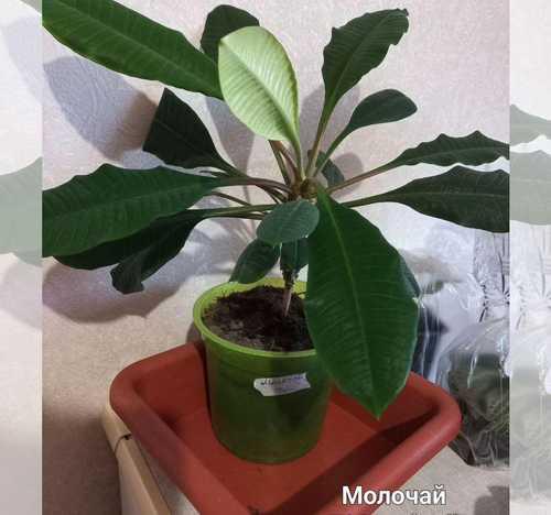 Молочай