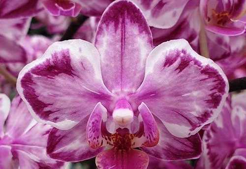 Орхидея Phal. Younghome Kaleido