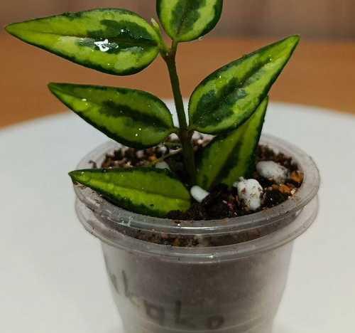 Hoya Bella louis buis (хойя белла луис буис)
