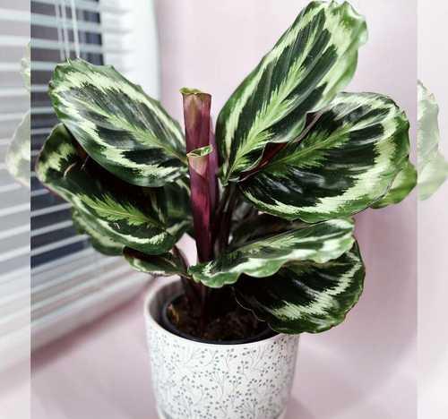 Калатея Медальон (Calathea Medalion)