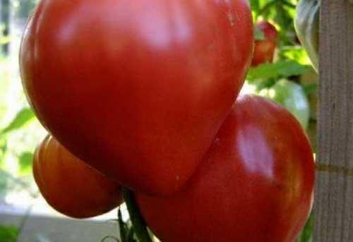 Рассада крупноплодных коллекционных томатов помидо