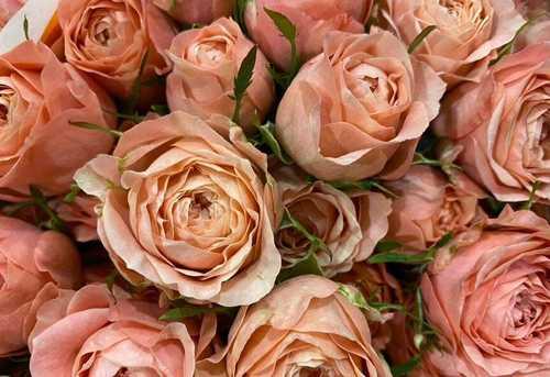 Роза Куст розовая Корал Йо-Йо 60 см