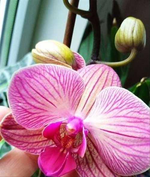 Орхидеи цветущие, драцена, цветущие кактусы
