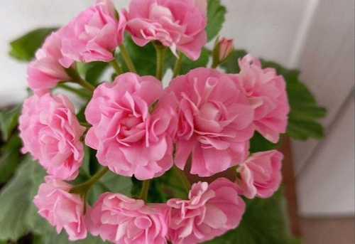 Пеларгония розебудная Australian Pink Rosebud