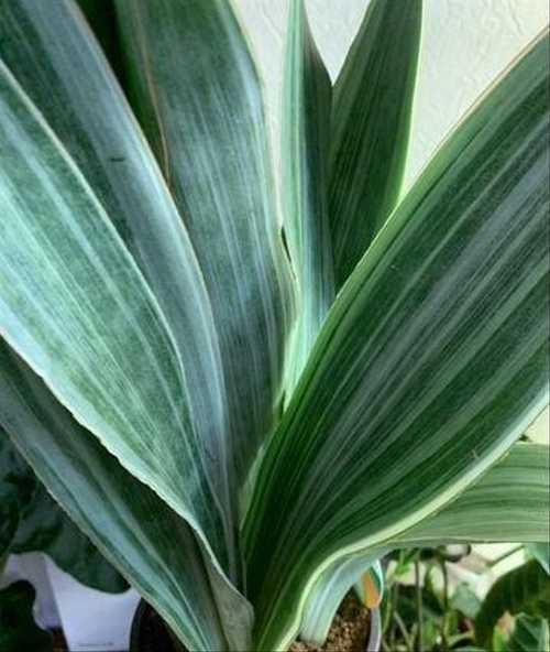 Sansevieria Metallica Сансевиерия металлика