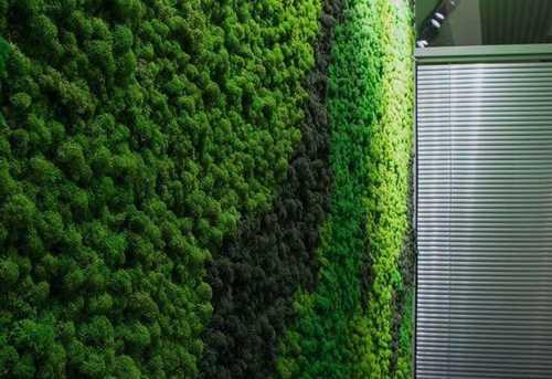 Создайте зеленый уголок в своем доме: стены из рас