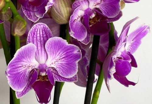 Орхидея фаленопсис бабочка не цветет