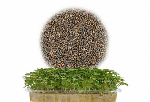 Семена Микрозелень от 50 грамм арт.0016