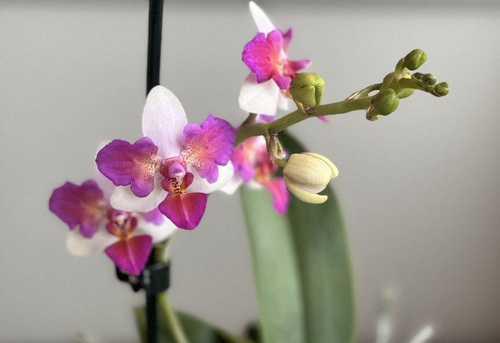 Орхидея ароматная фаленопсис бабочка Льюис Берри