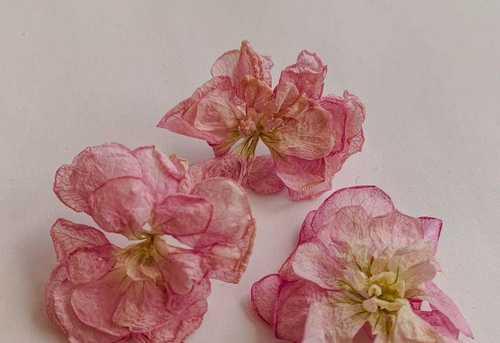 Сухоцветы для творчества