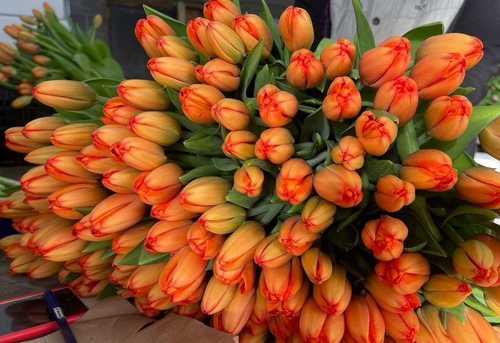 Тюльпаны оптом на 8 марта от 500 шт