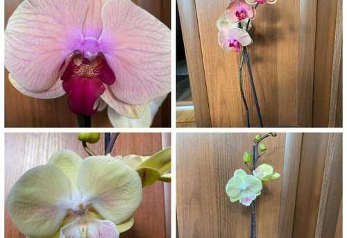 Орхидея,биг лип