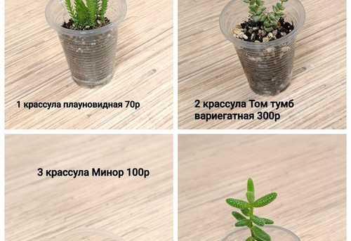 Суккуленты