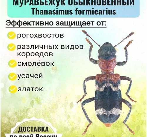Муравьежук от короедов, смолёвок, усачей, рогохвос