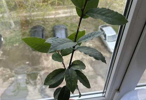 Лавровое дерево(2 года), маленькие