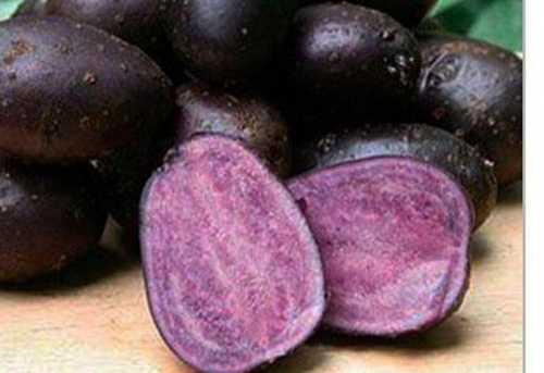 Картофель Фиолетовый Гжель семенной