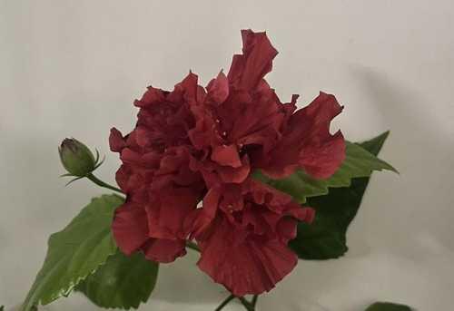 Гибискус махровый, Розан(китайская роза)