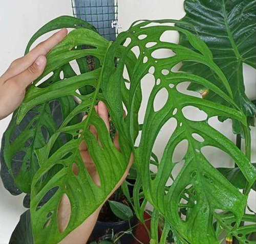 Monstera esqueleto