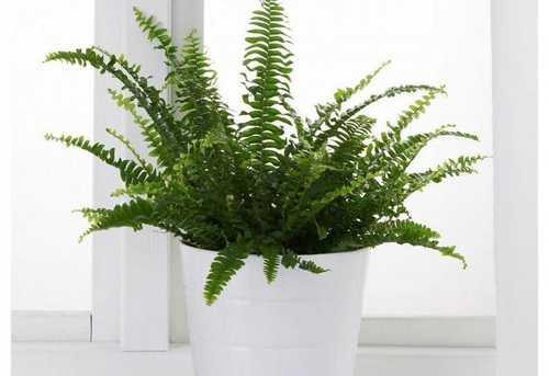 Горшечное растение Нефролепис EX green lady D12