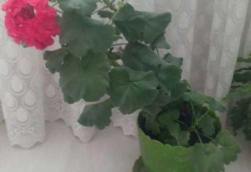 Комнатные цветы(герань, традесканция, кактусы)