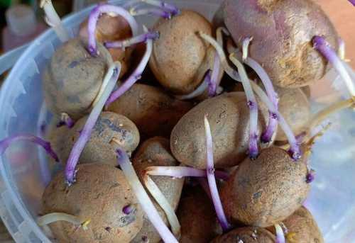 Картофель фиолетовый