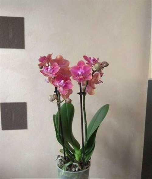 Орхидея мультифлора Sogo Super, 2 ствола